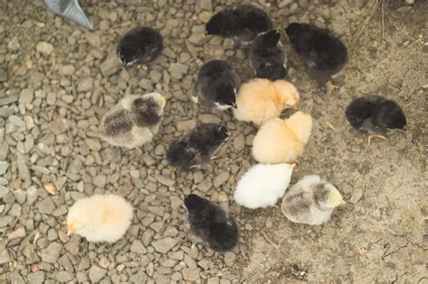Bird Sexing Chicks How To Tell If Your Chicks Are Male Or Female Blog