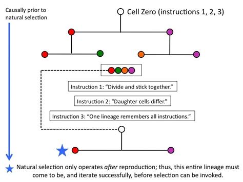 Natural Selection Diagram Natural Selection Vs Artificial Selection
