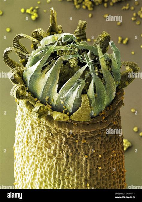 Moss Spore Capsule Coloured Scanning Electron Micrograph Sem Of Part