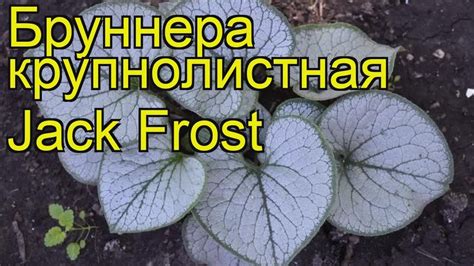 Бруннера крупнолистная Джек Фрост. Краткий обзор, описание brunnera ...