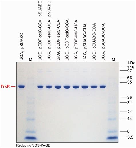 Purity Analysis Of Additional Trxr Variants Produced Using Alternative