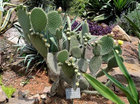 Opuntia Leucotricha Alchetron The Free Social Encyclopedia