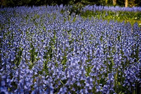 Boshyacinten Blauwe Bloemen Gratis Foto Op Pixabay Pixabay