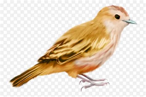 卡通黄色小鸟麻雀png图片素材下载图片编号10165444 Png素材网