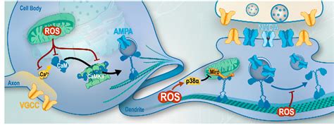 Figure 1 From Regulation Of Neuronal Excitability By Reactive Oxygen