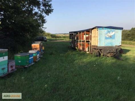 Продам пасеку купить пасеку Харьковская обл — Agro Ukraine