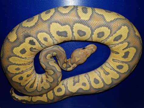 Hypo Clown Slight Paradox Ball Python By Ballistic Morphs Morphmarket