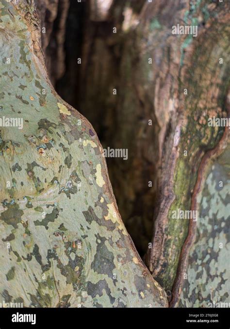 Tree Trunk Split Close Up Stock Photo Alamy