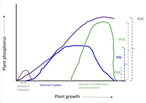 Schematic Representation Of Plant Phosphorus Use Efficiency And