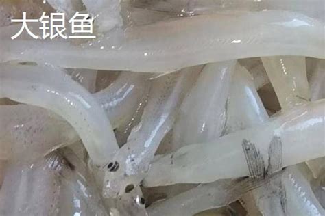 大银鱼和小银鱼有什么区别 运富春