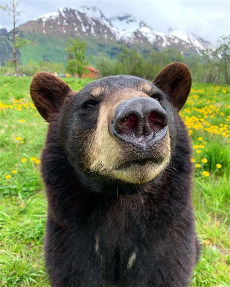Black Bears Alaska Wildlife Conservation Center