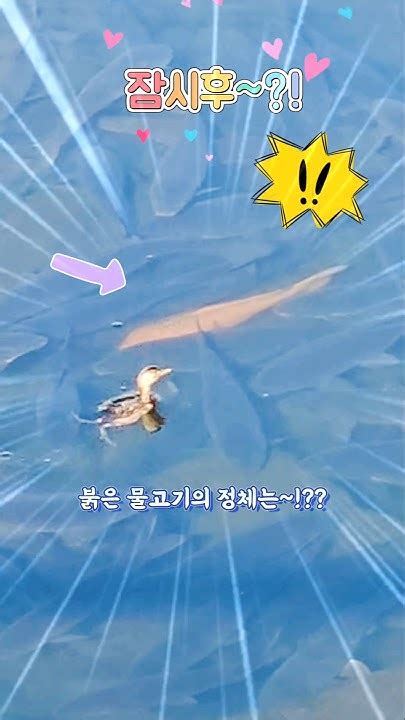 세상에 숭어떼 중 붉은색 물고기의 정체는~ 숭어 논병아리 안양천 잉어 Youtube