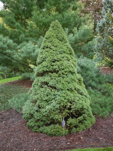 Dwarf Alberta Spruce Shrub 1 Gal Aromatic And Soft Evergreen Folia