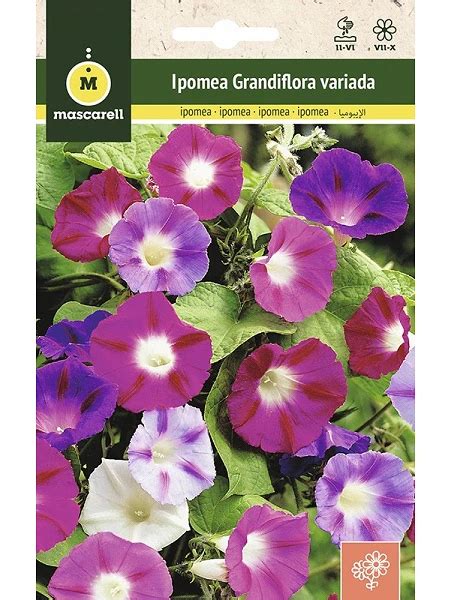 Semillas Ipomea