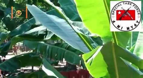 ညောင်ပင်ကြီး ရဲစခန်း အနီးတွင် စစ်ကောင်စီတပ်သား ၄ ဦး တိုက်ခိုက်ခံရ