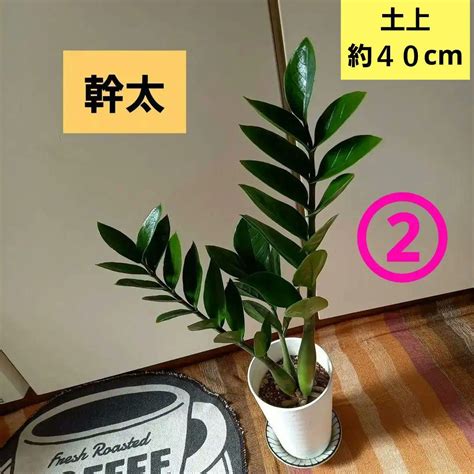 【観葉植物】大型 太め ザミオクルカス 訳あり芋つき 株分け苗 抜き苗② メルカリ