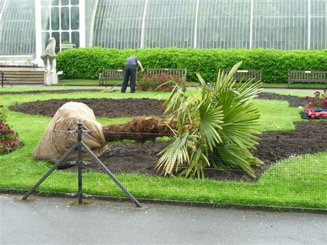 A Comprehensive Guide To Safely Removing Palm Trees Planting Guys