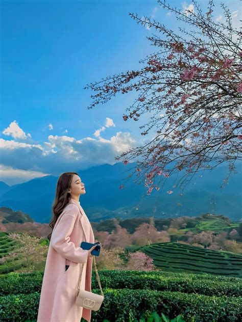 Được Tin Hoa Mai Anh đào đồi Chè ô Long Sa Pa đang Nở Rộ Dân Tình Lại