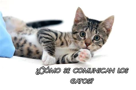 Hablan Los Gatos Entre Sí Comunicación Entre Gatos CetaceaLab