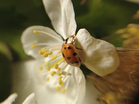 Ladybug Nature Insect Free Photo On Pixabay Pixabay