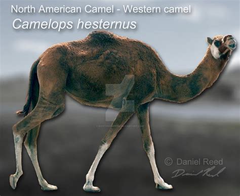 Camelops Alchetron The Free Social Encyclopedia
