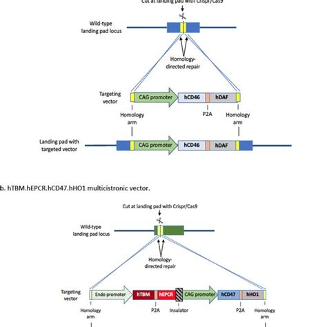 Steps Involved In Somatic Cell Nuclear Transfer Scnt Reprinted With