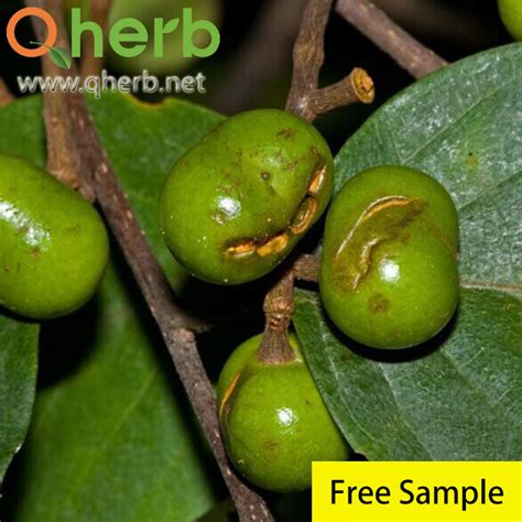 Phytosterols β Sitosterol Pygeum Africanum Extract Pygeum Africanum