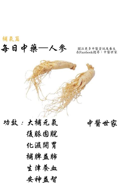 人參 中藥中醫道