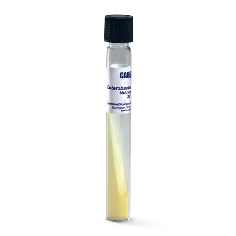 Enterobacter Aerogenes Living Nutrient Agar Slant Carolina