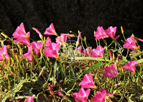 草木吉林 田旋花 中国吉林网