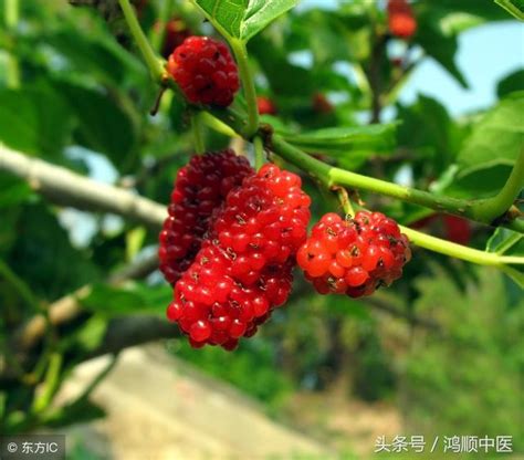 古代經典名方竹茹湯瀉白散 每日頭條