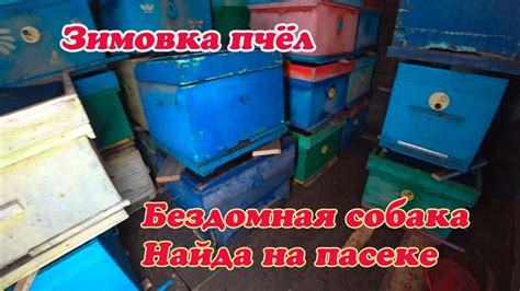 БЕЗДОМНАЯ СОБАКА НАЙДА НА ПАСЕКЕ ЧИСТИМ РАМКИ ЗИМОВКА ПЧЁЛ В ЗИМОВНИКЕ Youtube