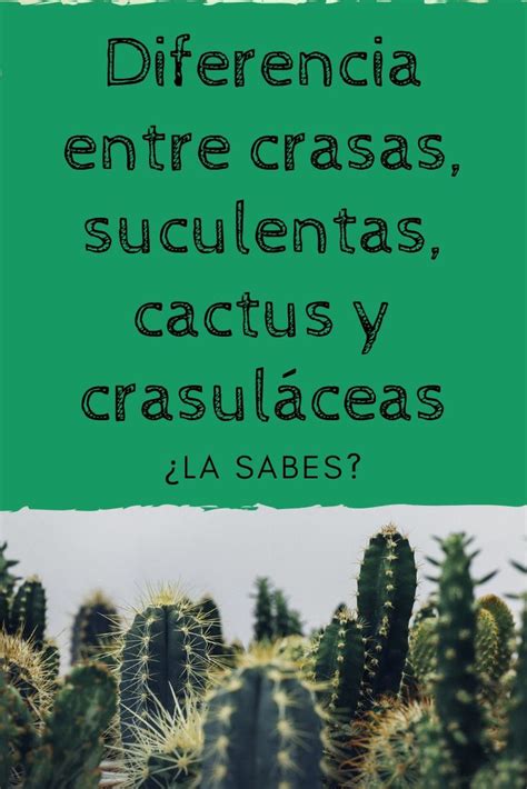 🤔 Diferencias Entre Suculentas Crasas Crasuláceas Cactus Y Cactáceas