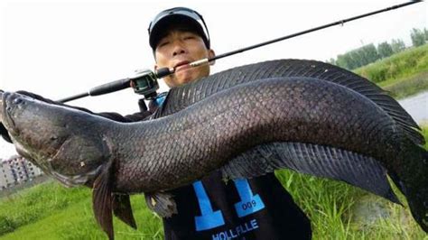 如何釣兇猛的黑魚掌握這幾種方法讓你收穫翻倍 每日頭條