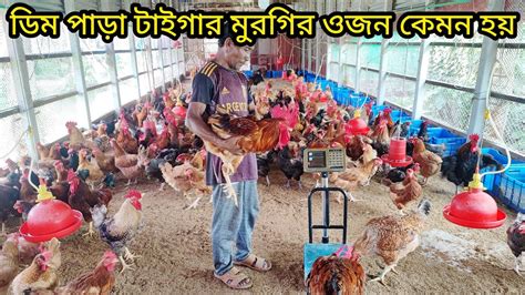 ডিম পাড়া টাইগার মুরগি ওজন কেমন হয়। টাইগার মুরগি পালন Farming Youtube