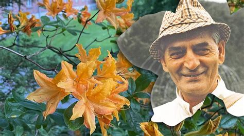 Førsteamanuensis József Batta 1925 1992 Og Rhododendronsamlingen Ved