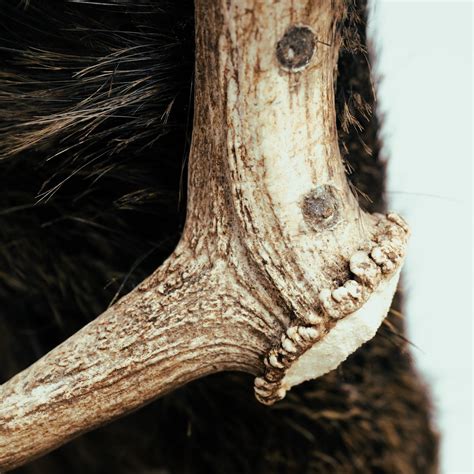 Wildboar Chair Armchair Hunting Trophy Antler Red Deer Fallow Hide