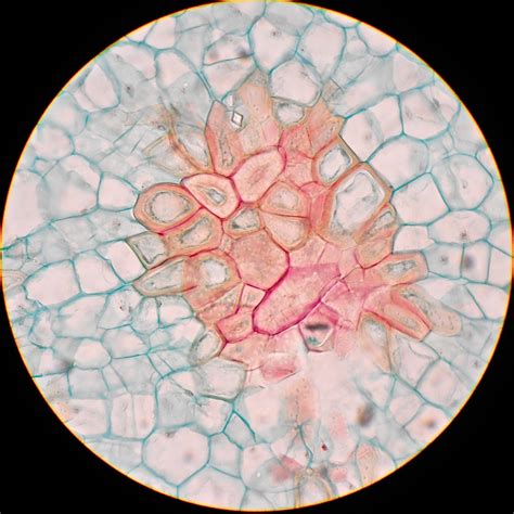 Pyrus Communis Rosaceae