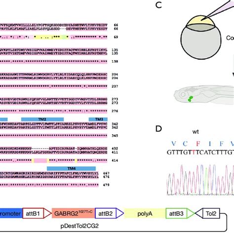Generation Of Transgenic Zebrafish Expressing Human Wild Type Gabrg2 Or