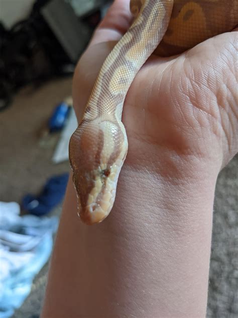 One Eyed Ball Python Weird Buildup Rreptiles