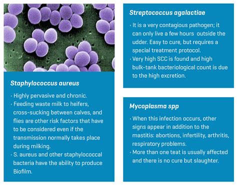 Environmental Vs Contagious Mastitis