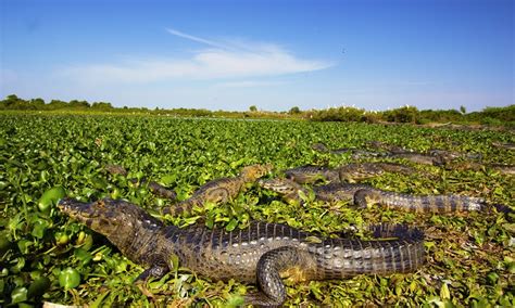 3 Cidades Para Conhecer No Pantanal Em Mato Grosso Do Sul Ecoa