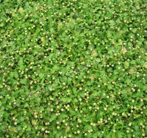 Leptinella Cotula Dioica Minima