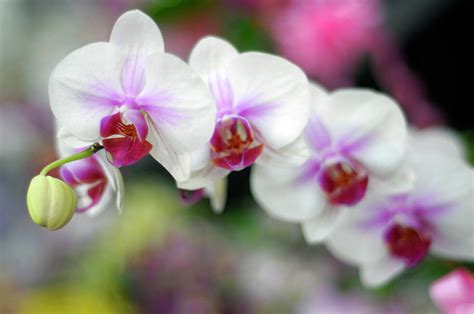 White Orchids Photograph By Wongmo Simons Pixels