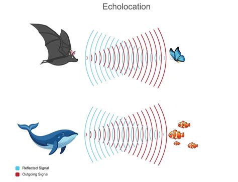 Echolocation Is Used By Animals Like Bats To Navigate By Detecting