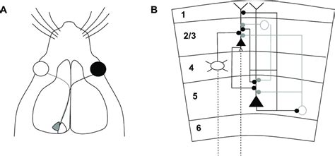 the architecture of the rodent visual system a primary visual cortex