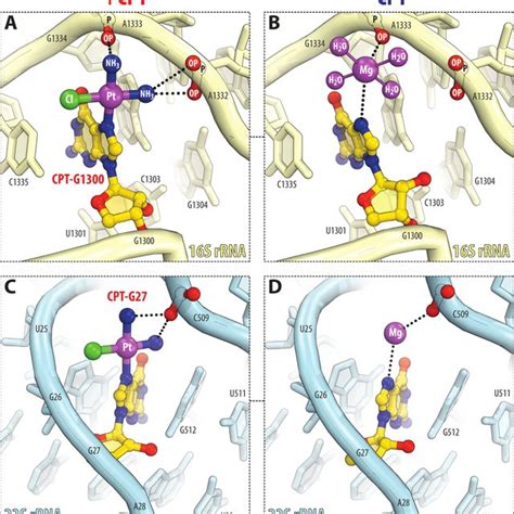 Pdf Insights Into Rna Binding By The Anticancer Drug Cisplatin From