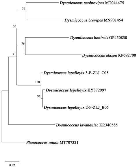 李比利氏灰粉蚧的分子鉴定方法及截获分析 Molecular Identification And Interception Analysis Of Dysmicoccus Lepelleyi