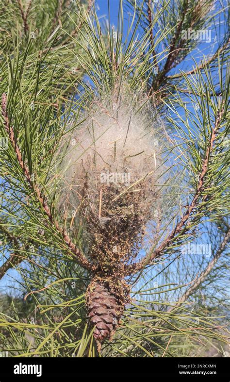 Pine Tree With Processionary Tent Frass Collects At The Bottom Of The