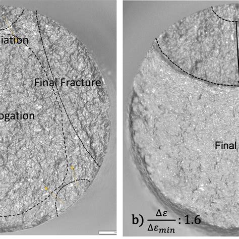 The Final Fracture Surface Of Samples Subjected To Cyclic Strain
